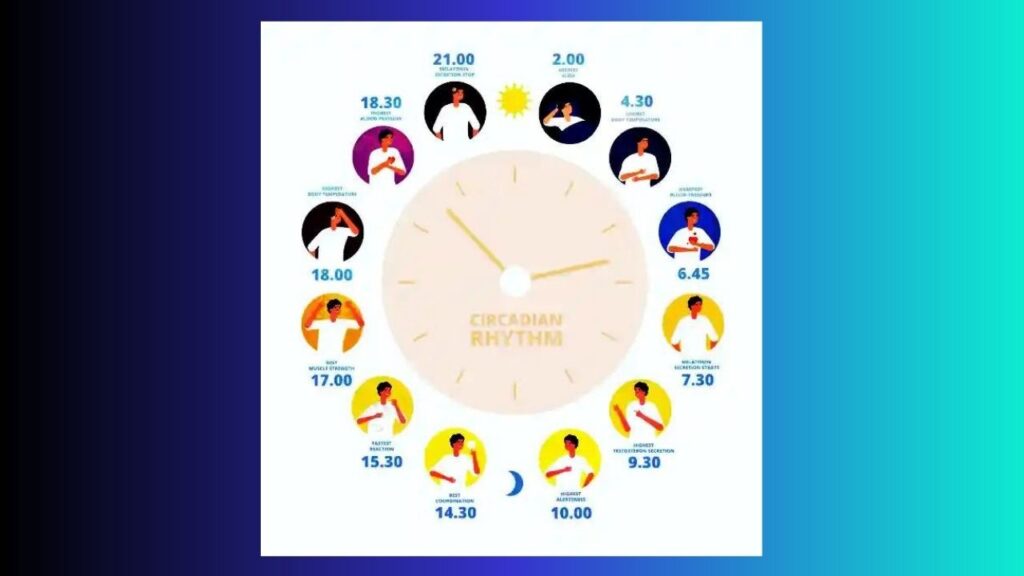 Ritmo Circadiano, o que é e como Funciona?